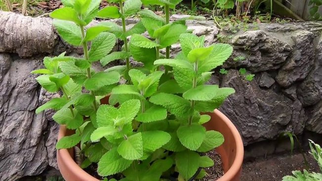 Quand et comment cultiver de la menthe? - Minutefacile.com